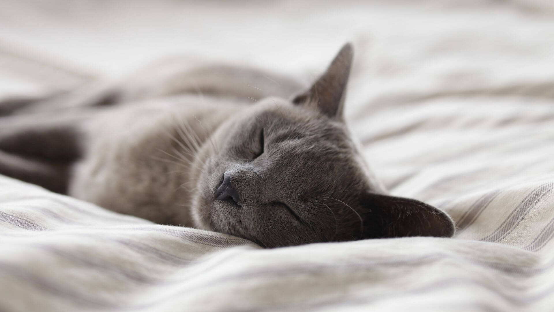 Euthanasia Consent Form | Peaceful Goodbyes For Pets